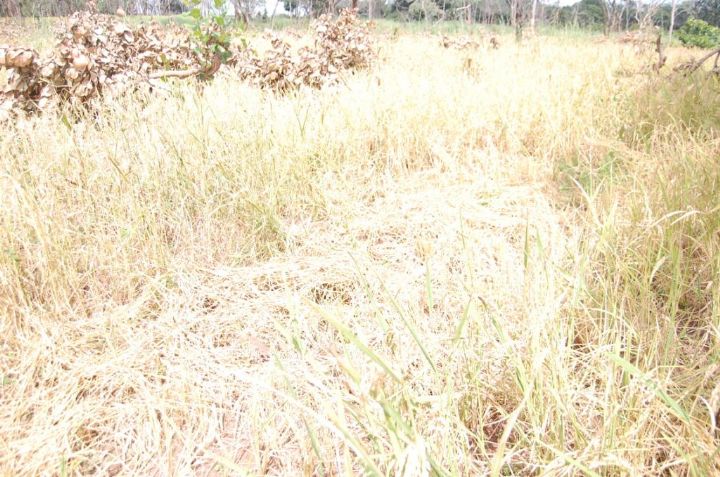 Champs d`anacarde et de riz ravagés par le conflit - Abidjan.net Photos