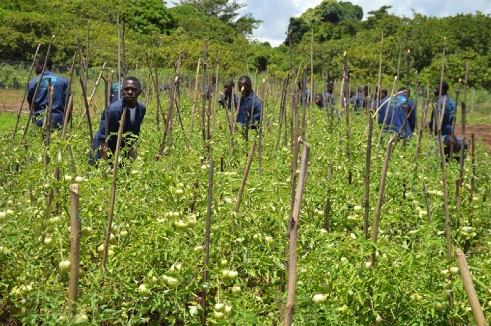 Lycée professionnel sectoriel agricole de Botro : une première ...