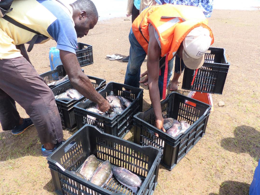 Pisciculture : les cages flottantes réalisées par le 2PAI-Bélier en ...
