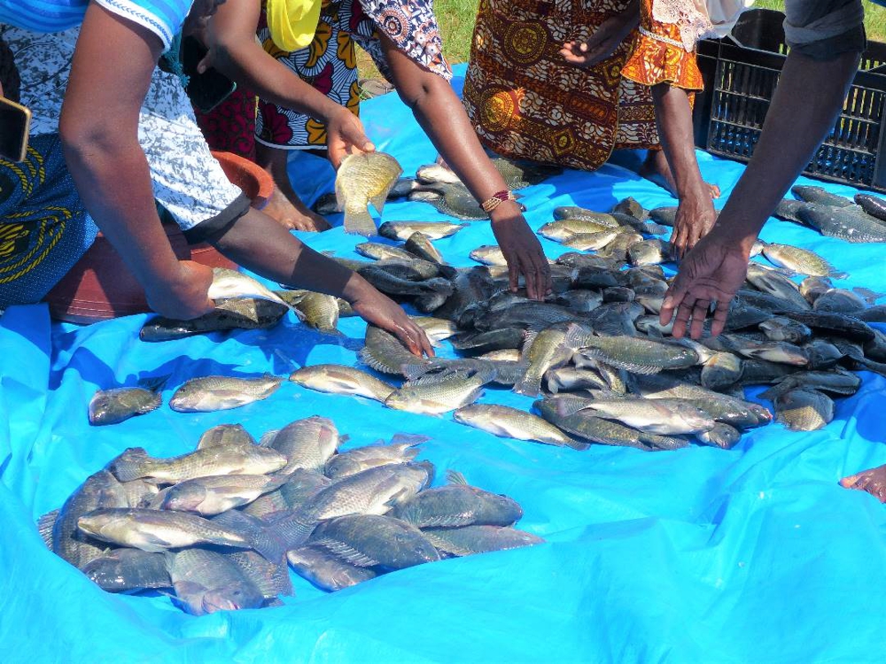 Pisciculture : les cages flottantes réalisées par le 2PAI-Bélier en ...