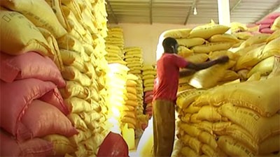 Côte d’Ivoire : 326 760 tonnes de riz local en stock malgré la ...