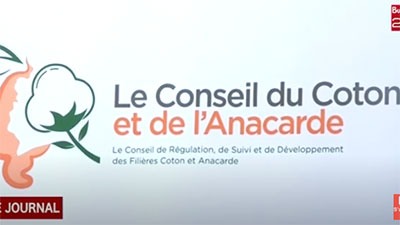 Commercialisation de l’anacarde : Le prix Bord champ fixé à 275 FCFA le ...